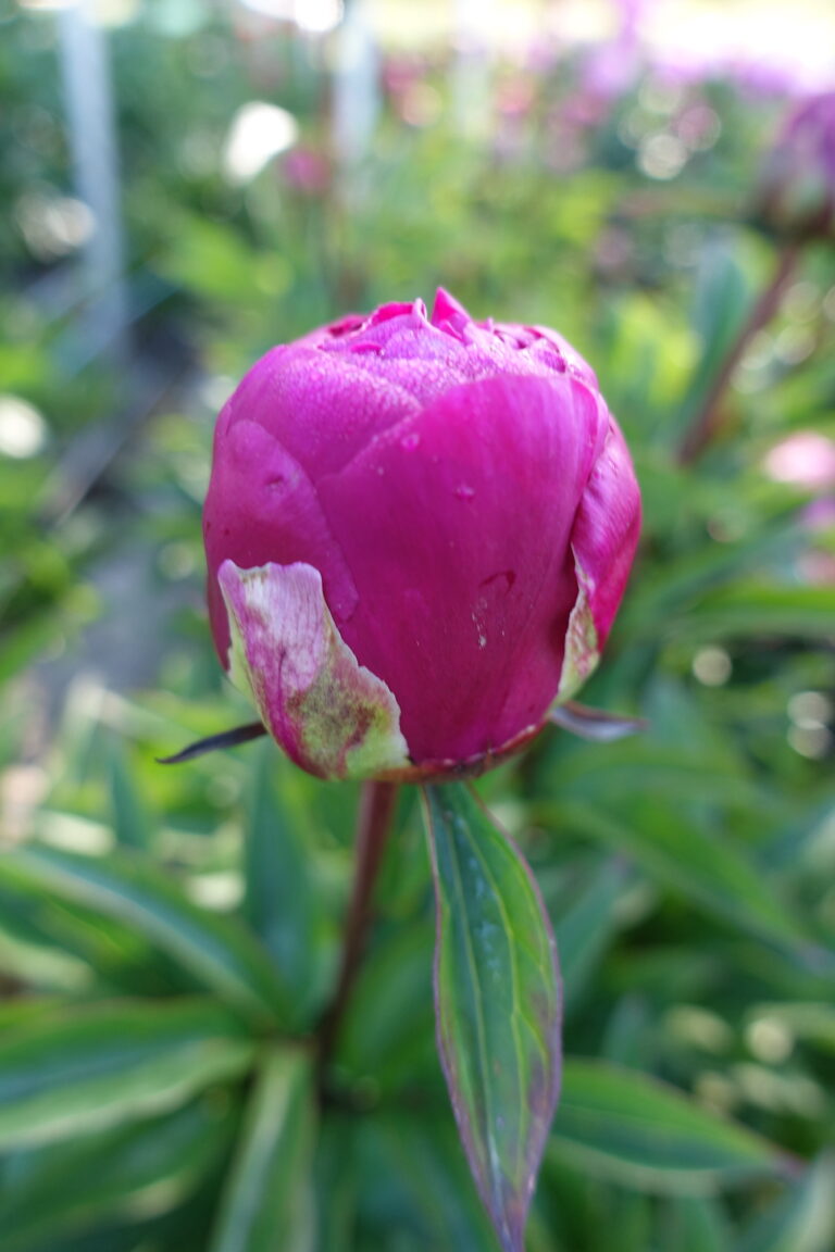Peony Louis van Houtte (Early - mid.) - Green Works - Specialist in Peonies