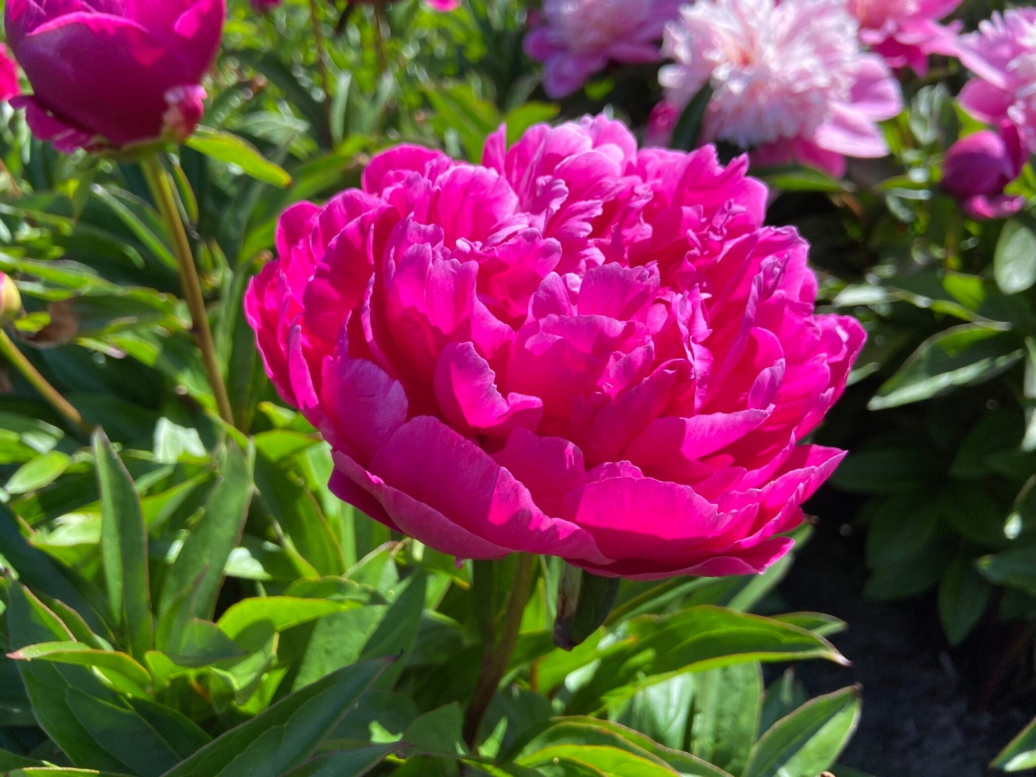 Peony Louis van Houtte (Early - mid.) - Green Works - Specialist in Peonies
