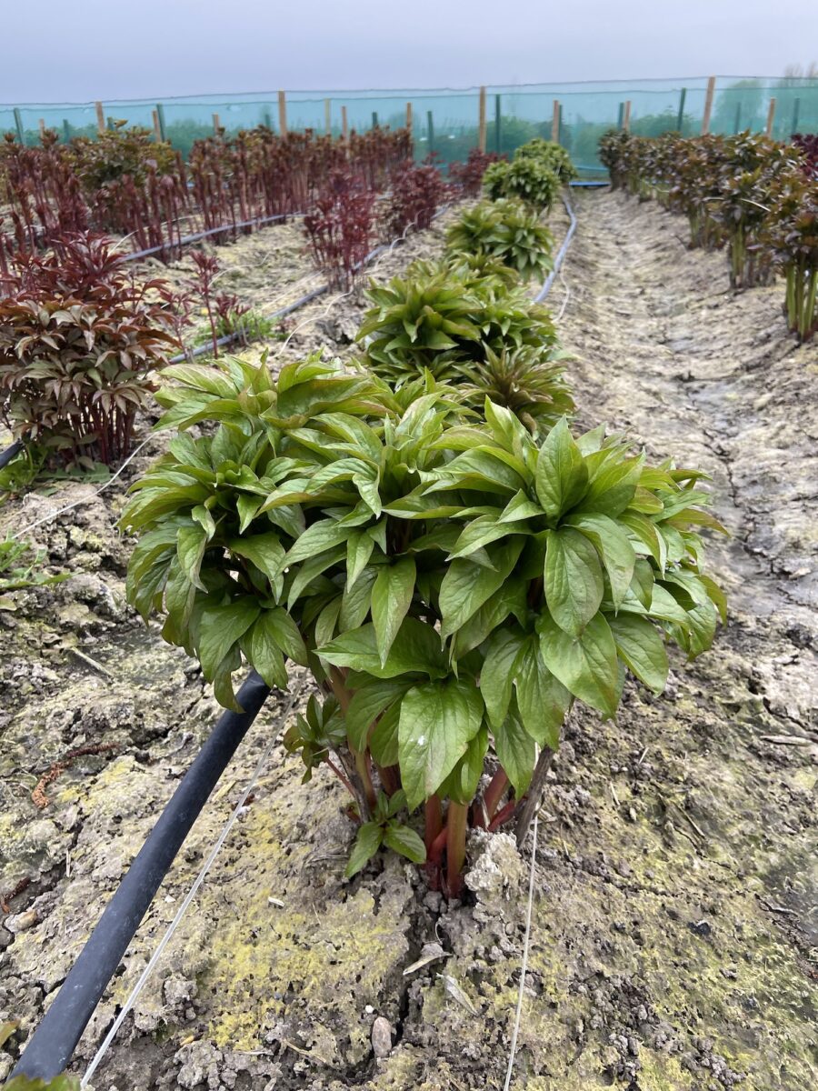 Peony Lovely Rose (Early) - Green Works - Specialist in Peonies