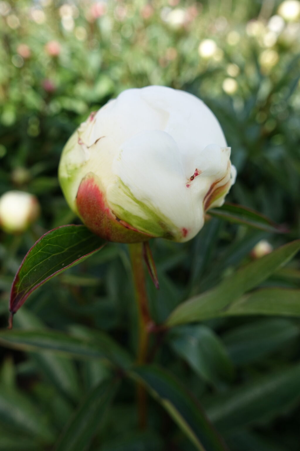 Peony Madame Claude Tain (Mid.) - Green Works - Specialist in Peonies