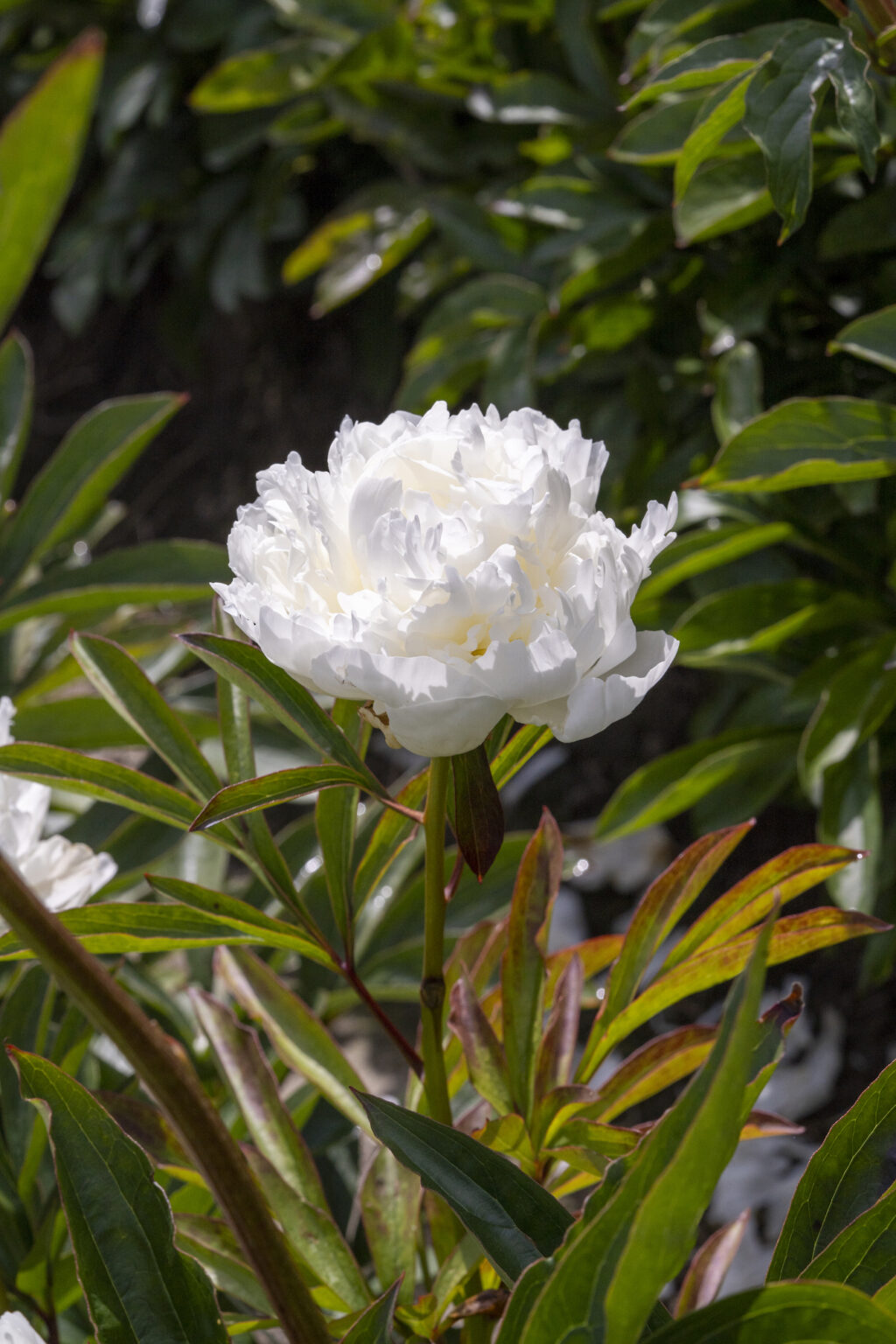 Peony Madame Claude Tain (Mid.) - Green Works - Specialist in Peonies