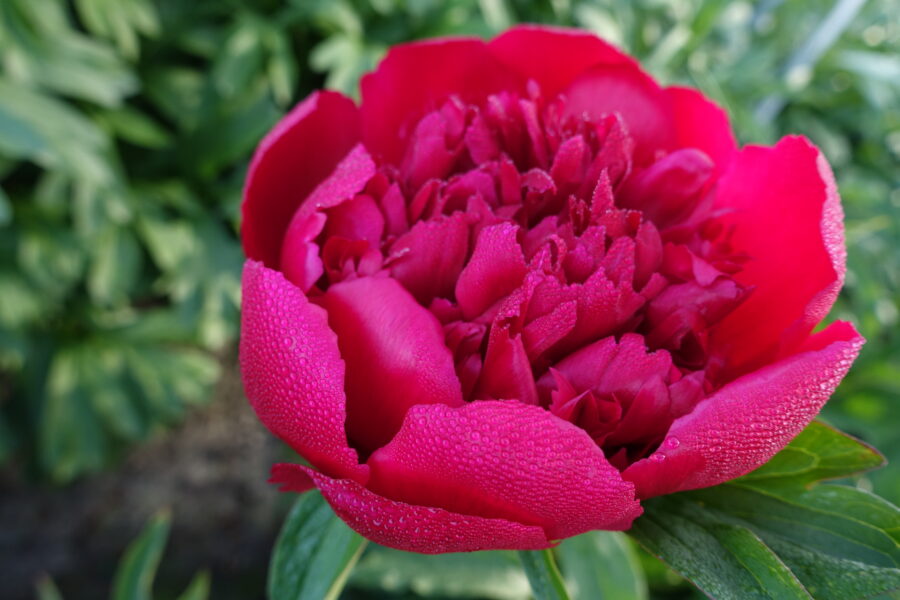 Peony Many Happy Returns (Early - mid.) - Green Works - Specialist in ... Peony Many Happy Returns (Early - mid.) - Green Works - Specialist in ...