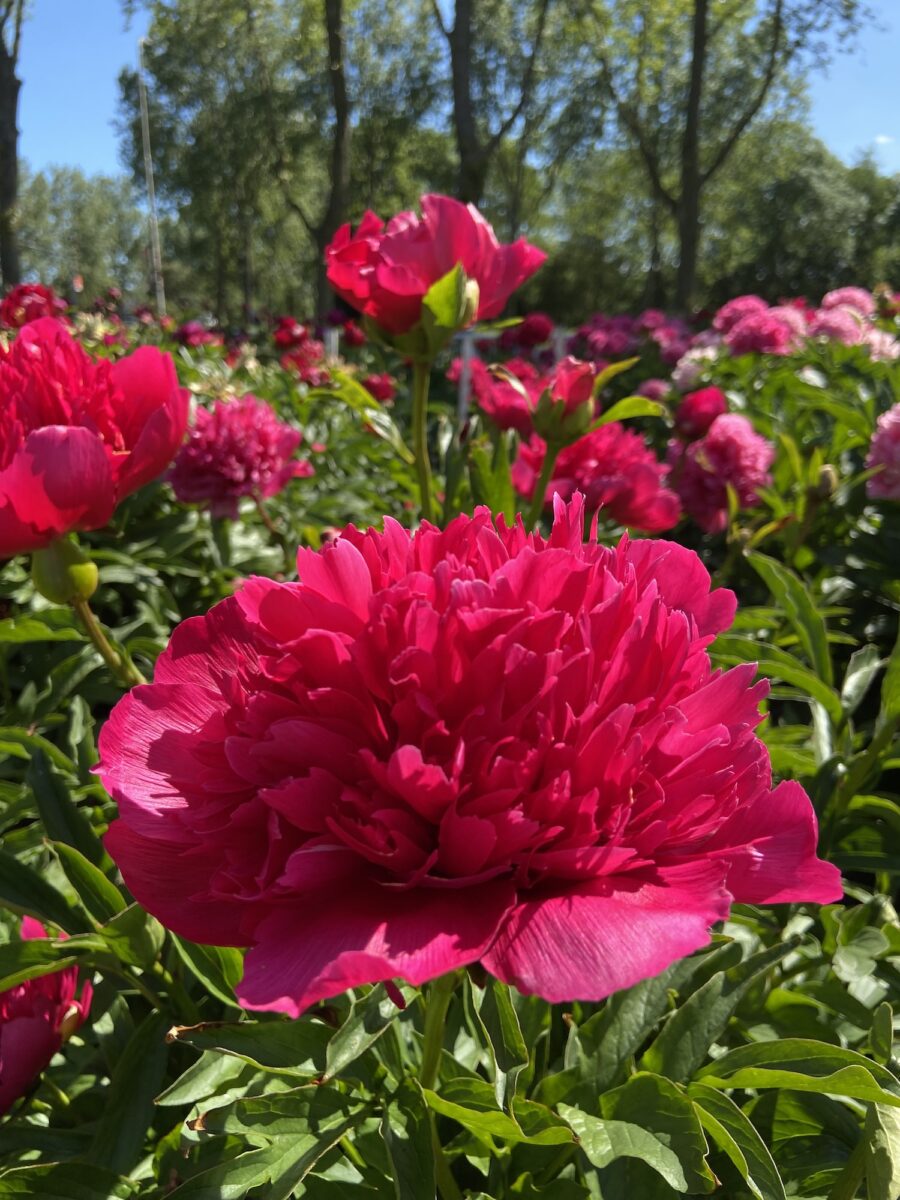 Peony Many Happy Returns (Early - mid.) - Green Works - Specialist in ... Peony Many Happy Returns (Early - mid.) - Green Works - Specialist in ...