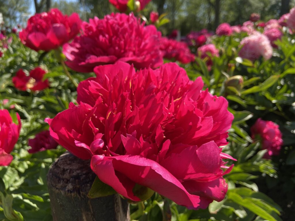Peony Many Happy Returns (Early - mid.) - Green Works - Specialist in ... Peony Many Happy Returns (Early - mid.) - Green Works - Specialist in ...