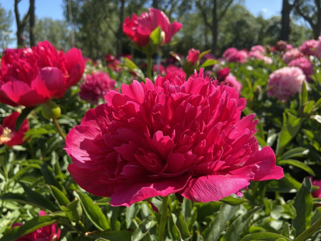 Peony Many Happy Returns (Early - mid.) - Green Works - Specialist in ... Peony Many Happy Returns (Early - mid.) - Green Works - Specialist in ...