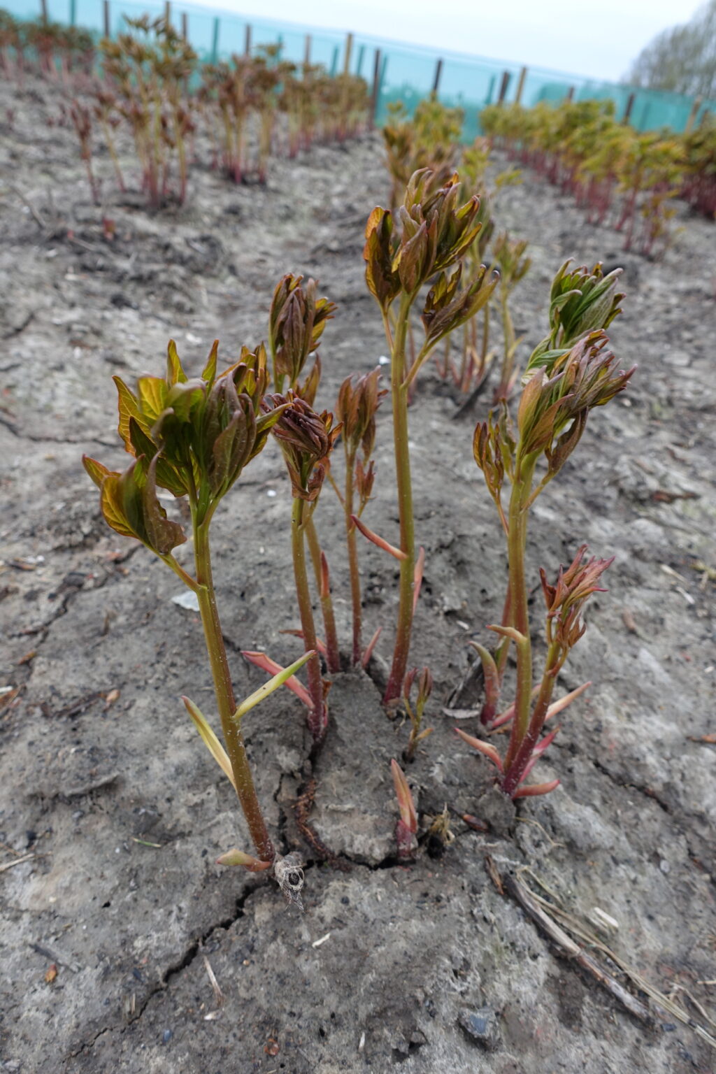 Peony Mary Brand (Mid.) - Green Works - Specialist in Peonies