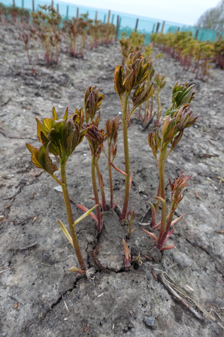 Peony Mary Brand (Mid.) - Green Works - Specialist in Peonies