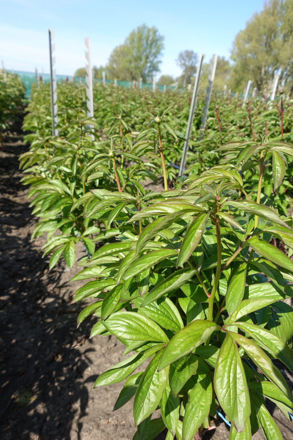 Peony Mary Brand (Mid.) - Green Works - Specialist in Peonies