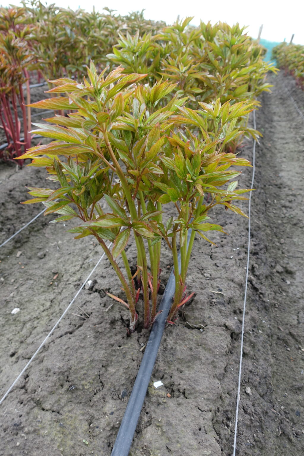 Peony Mary Brand (Mid.) - Green Works - Specialist in Peonies