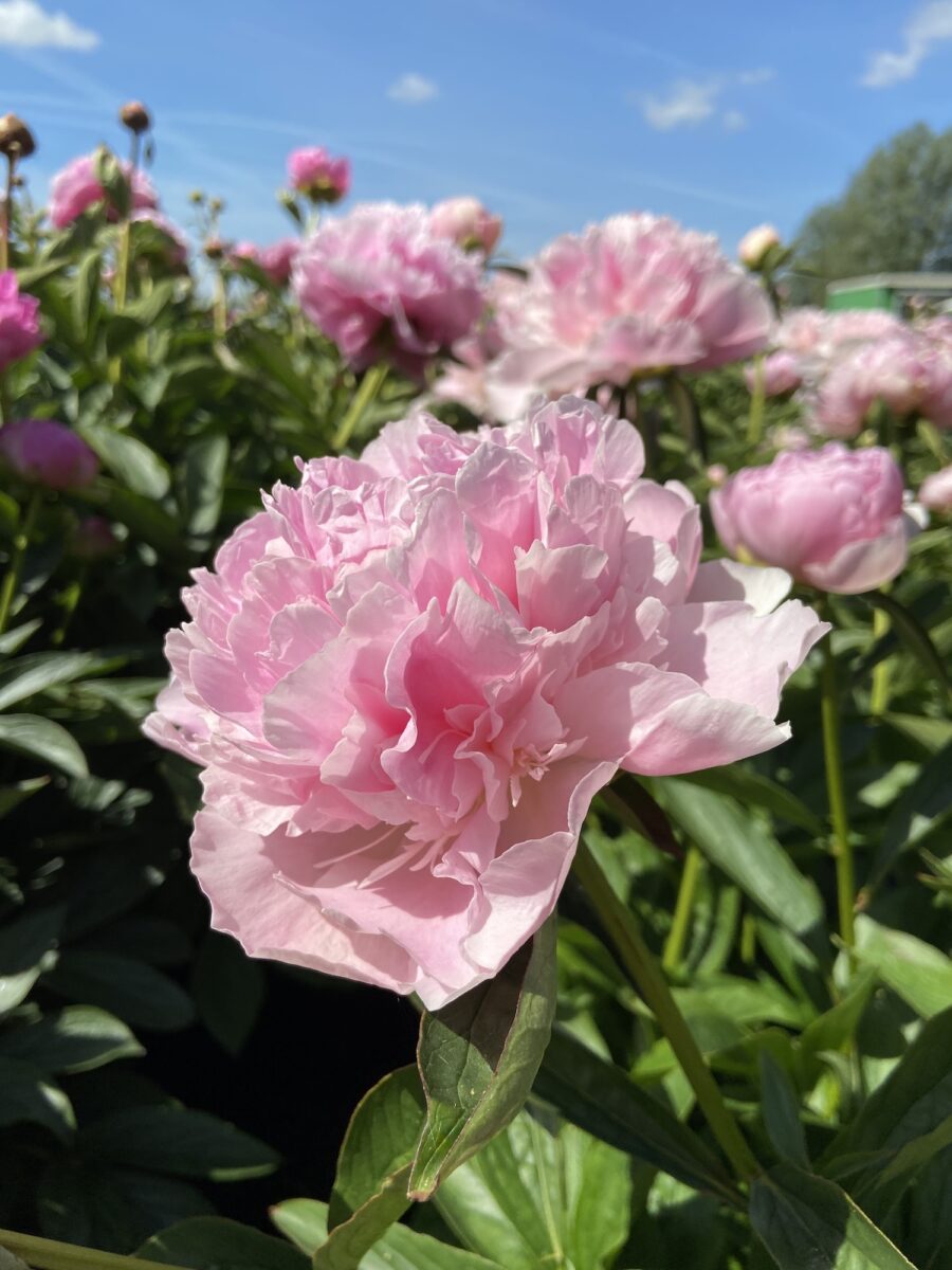 Peony Mary Brand (Mid.) - Green Works - Specialist in Peonies