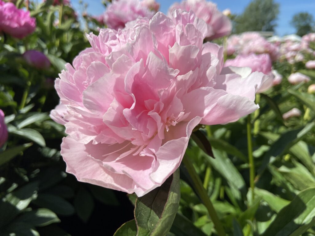 Peony Mary Brand (Mid.) - Green Works - Specialist in Peonies