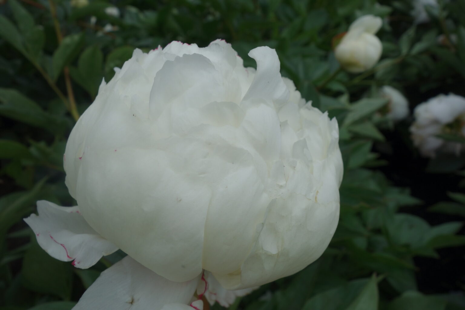 Peony Mary E. Nicholls (Late) - Green Works - Specialist in Peonies