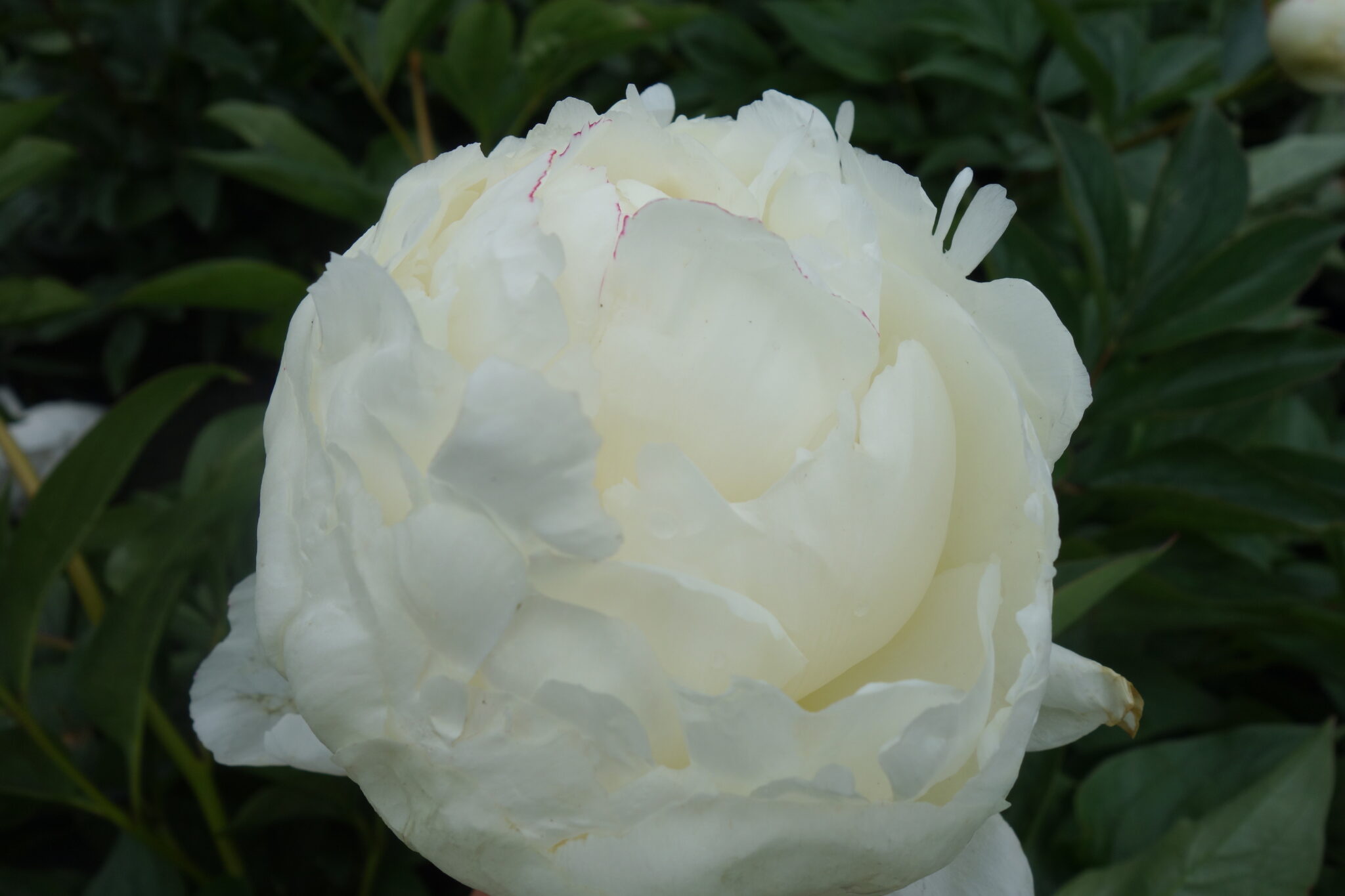 Peony Mary E. Nicholls (Late) - Green Works - Specialist in Peonies