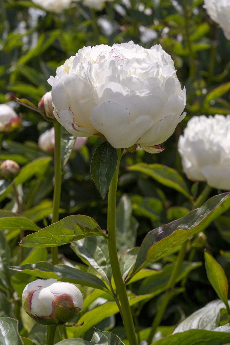 Peony Mary E. Nicholls (Late) - Green Works - Specialist in Peonies