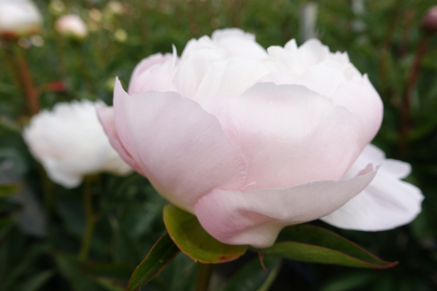 Peony Miss America (Early) - Green Works - Specialist in Peonies