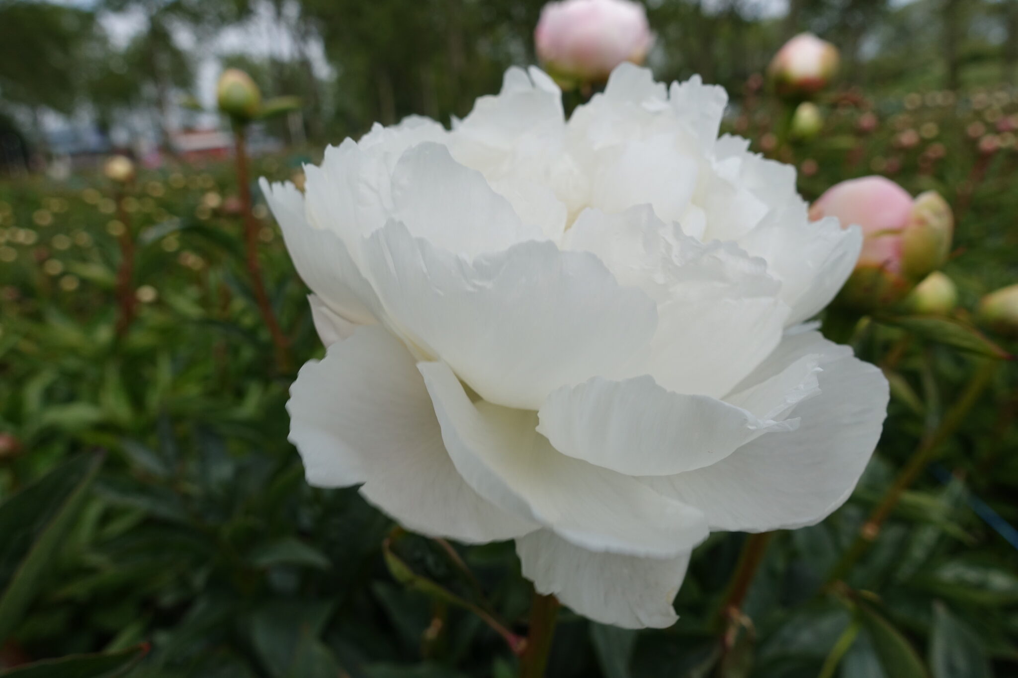 Peony Miss America (Early) - Green Works - Specialist in Peonies