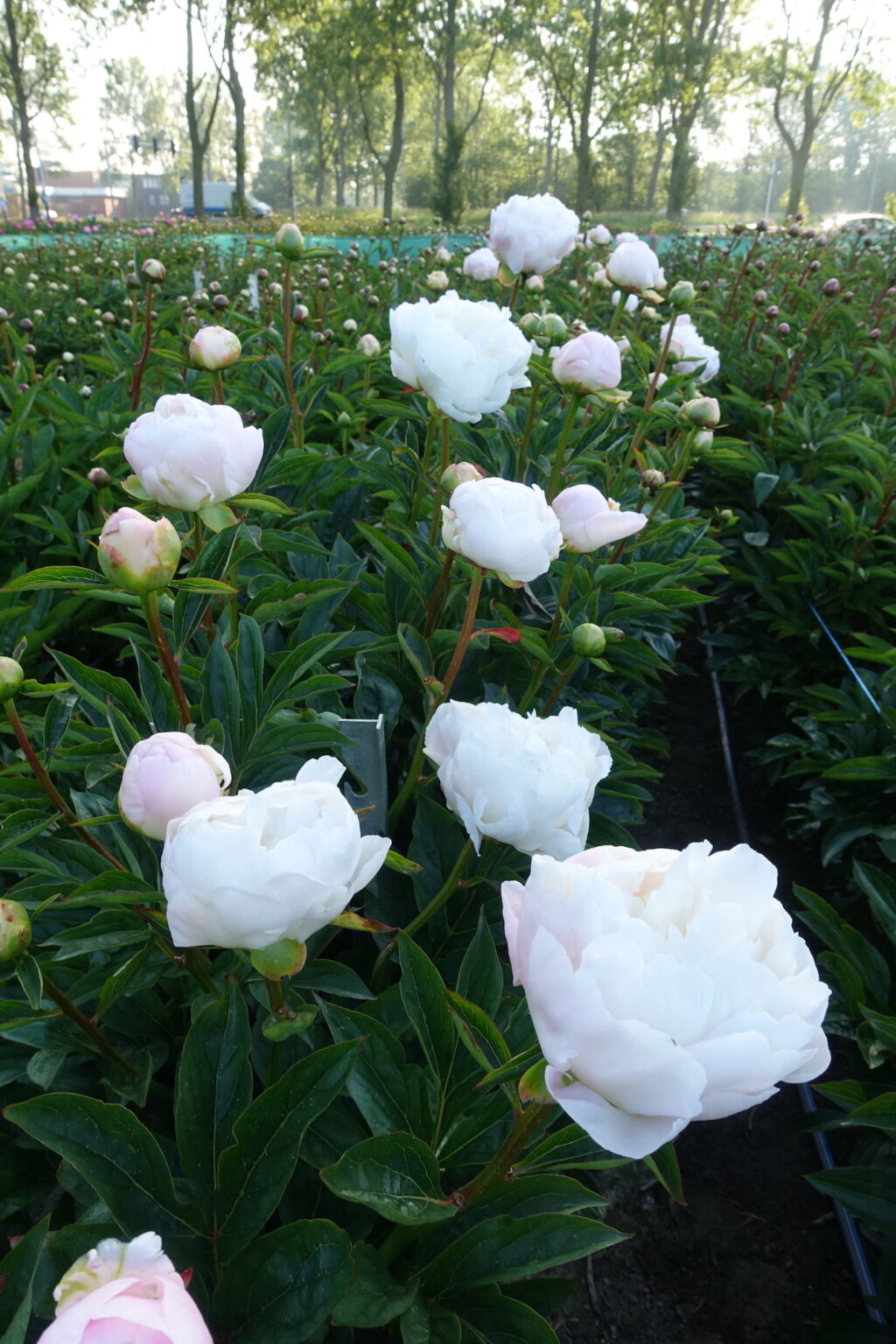 Peony Miss America (Early) - Green Works - Specialist in Peonies