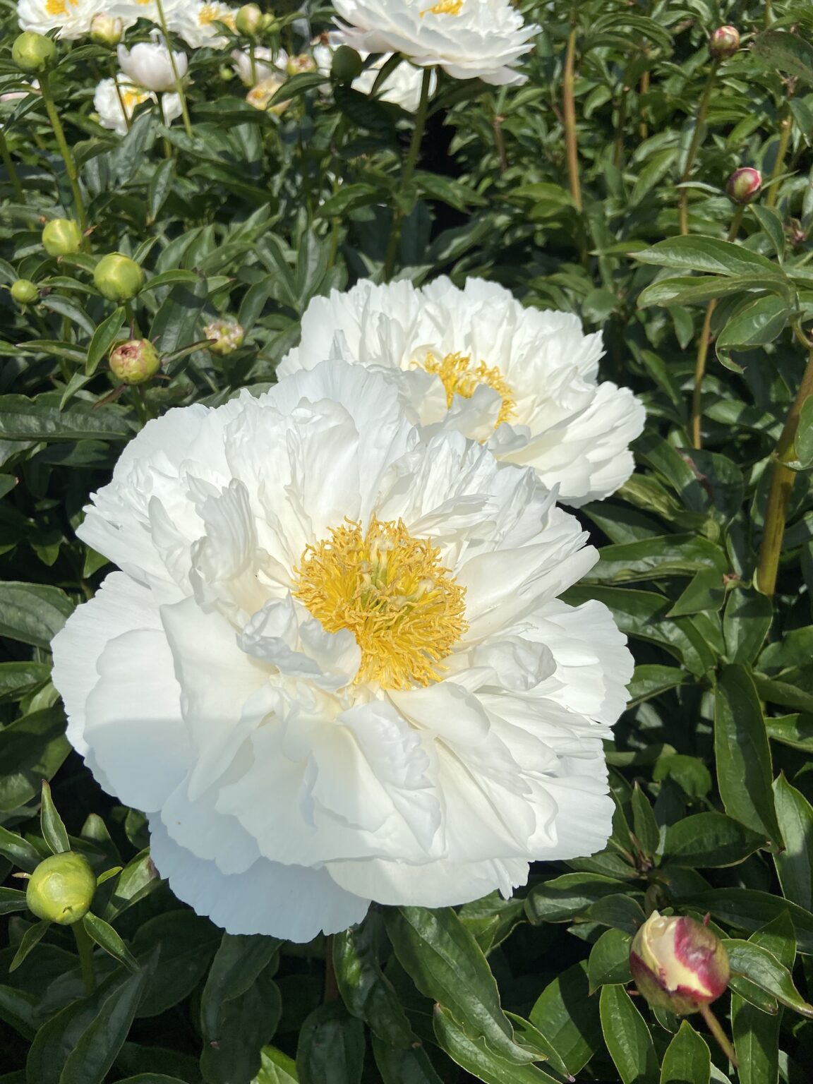 Peony Miss America (Early) - Green Works - Specialist in Peonies