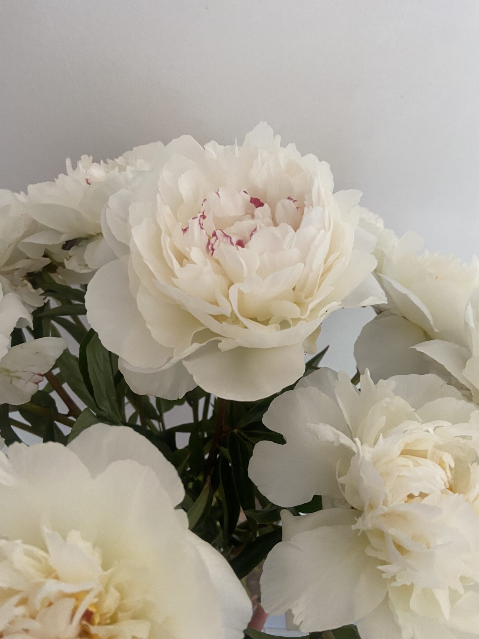 Peony Mistress (Late) - Green Works - Specialist in Peonies