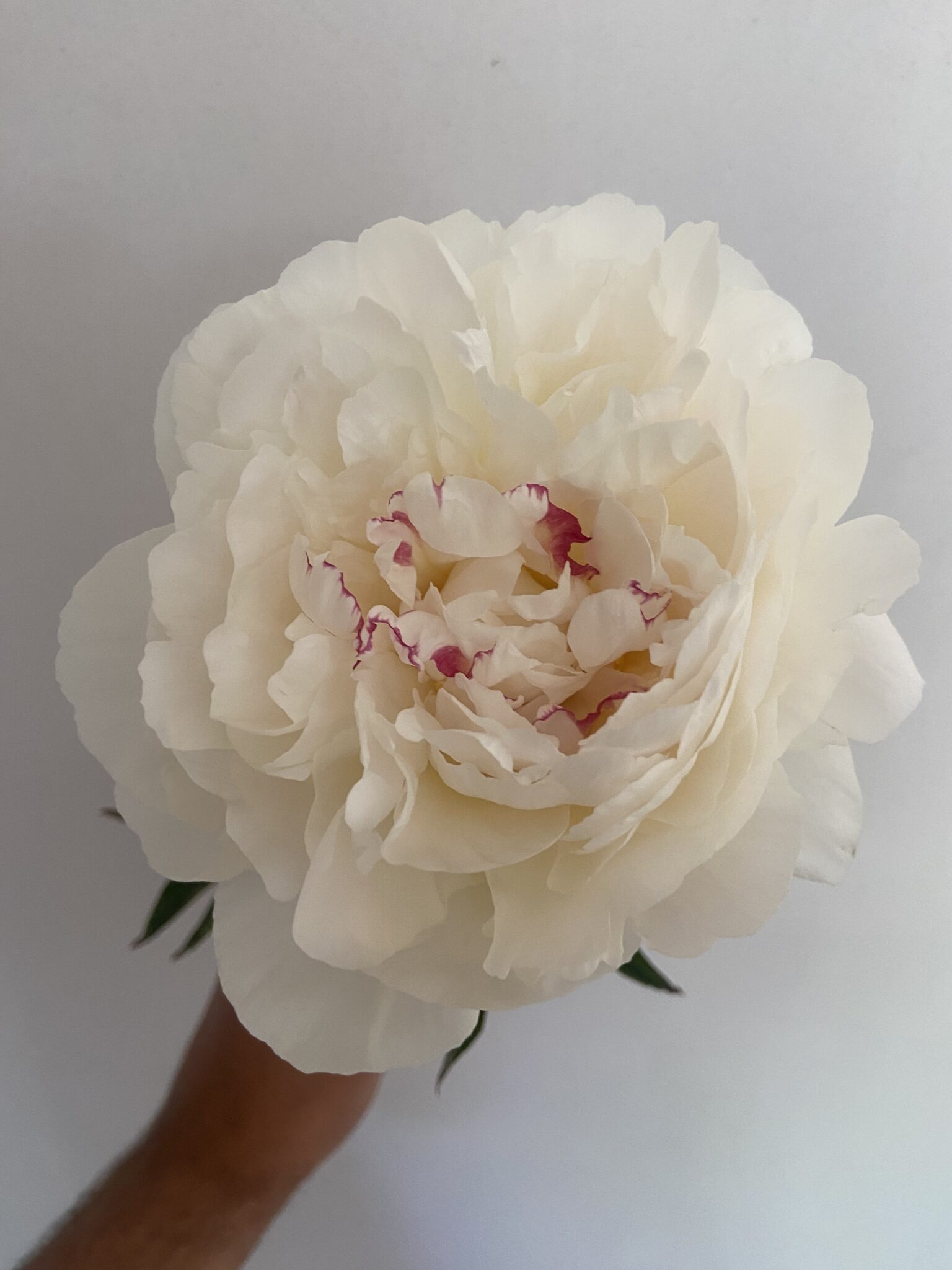 Peony Mistress (Late) - Green Works - Specialist in Peonies