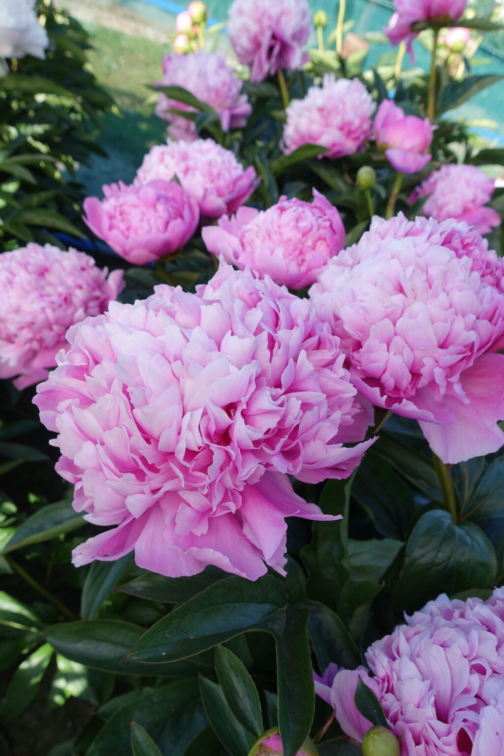 Peony Mons. Jules Elie (Early - mid.) - Green Works - Specialist in Peonies