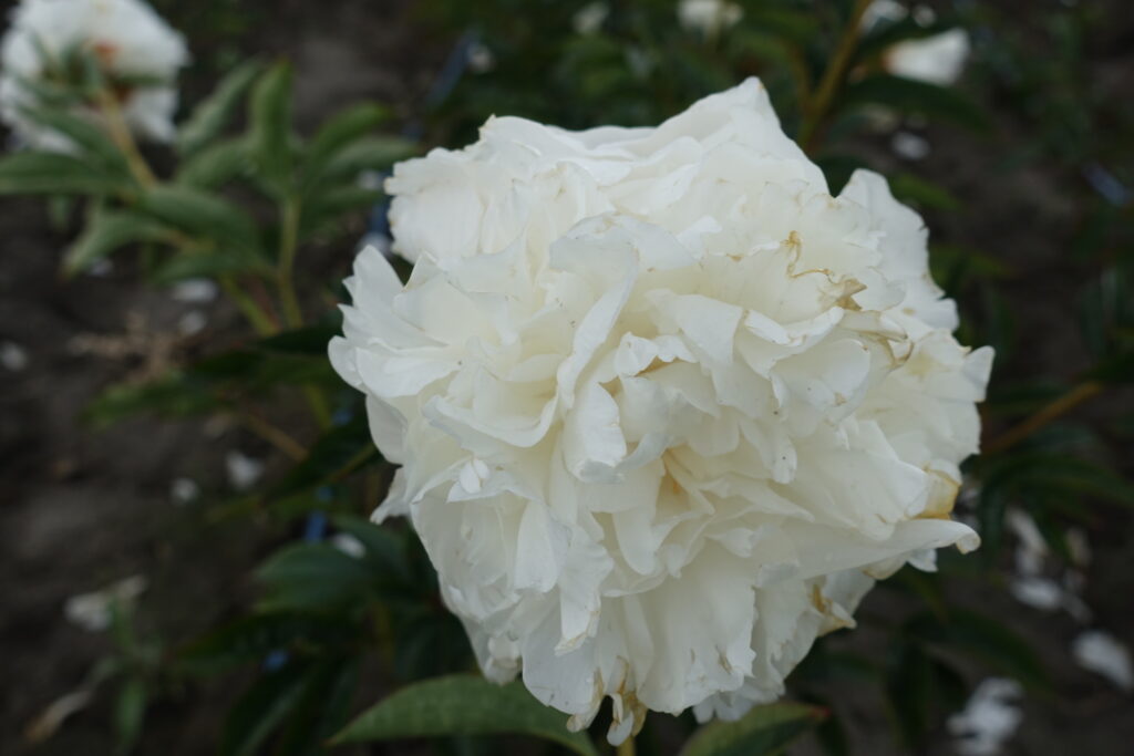 Peony Moonlit Snow (Mid.) - Green Works - Specialist in Peonies