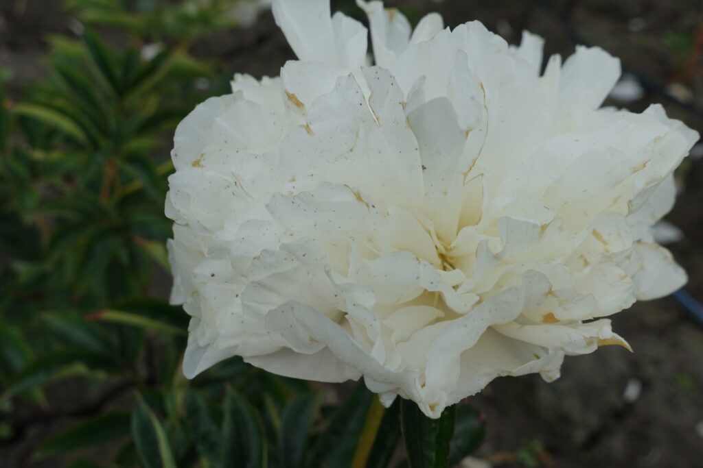 Peony Moonlit Snow (Mid.) - Green Works - Specialist in Peonies