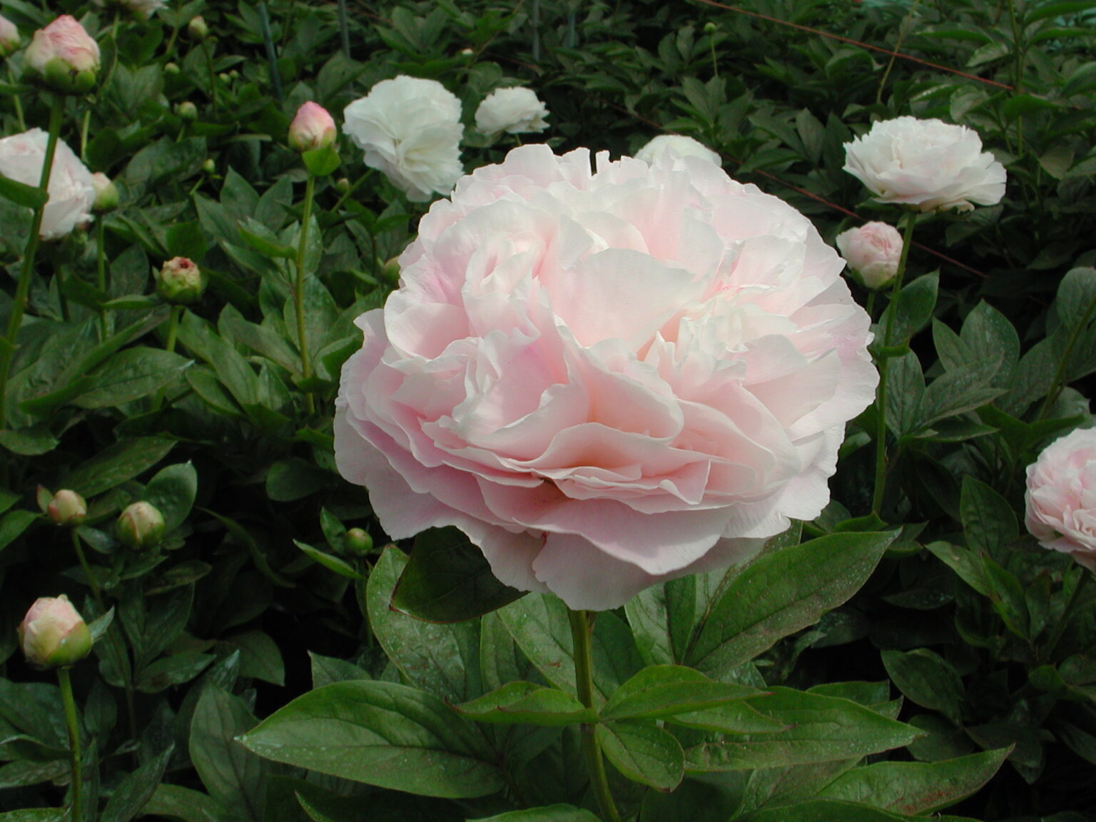 Peony Mother's Choice (Early - mid.) - Green Works - Specialist in Peonies