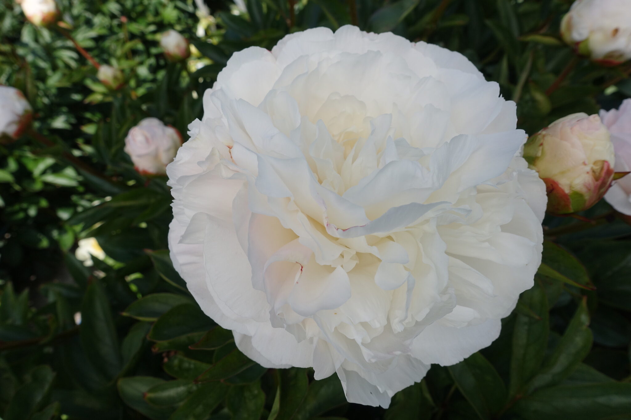 Peony Mother's Choice (Early - mid.) - Green Works - Specialist in Peonies