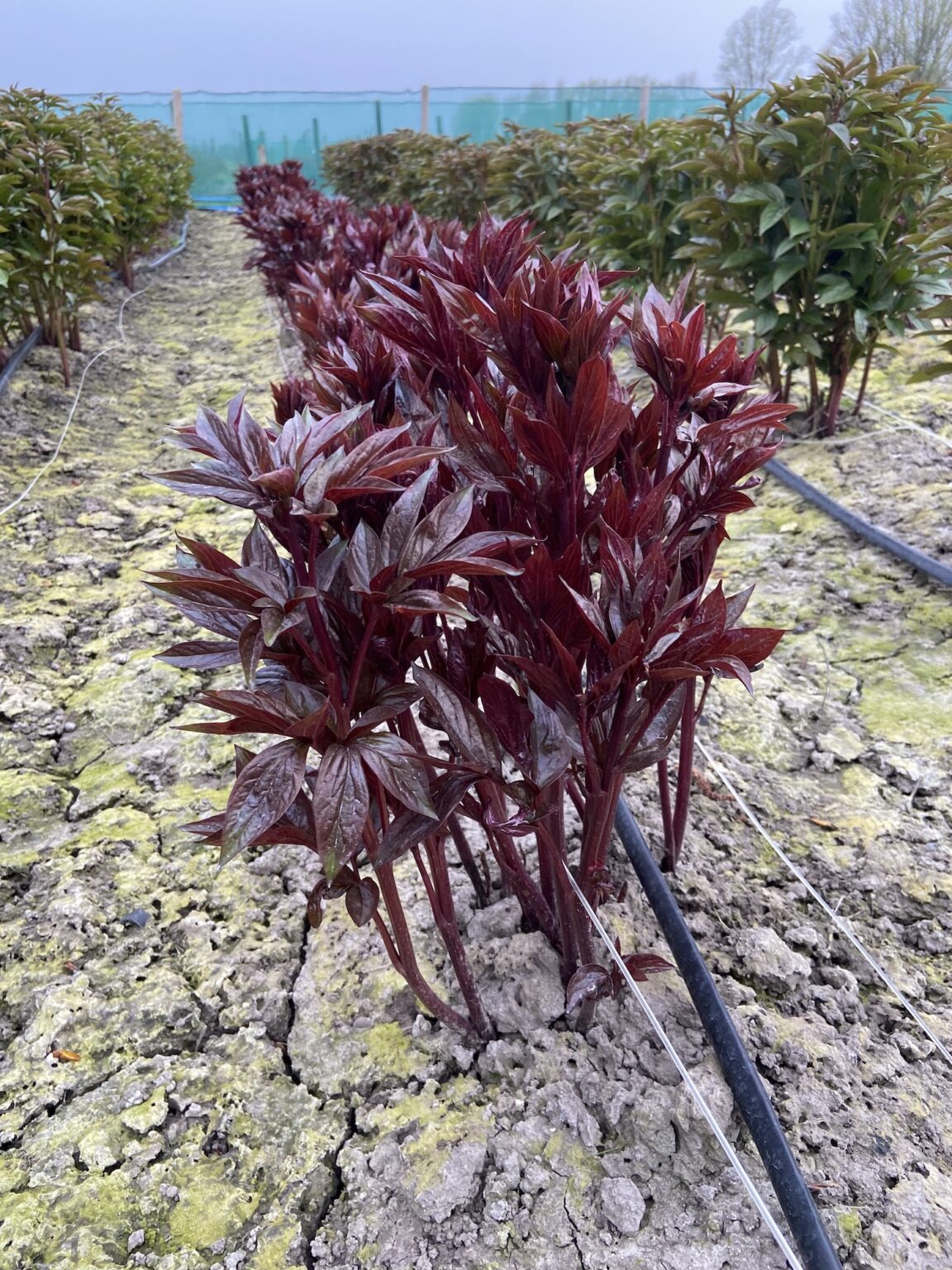 Peony Nancy Nora (Mid.) - Green Works - Specialist in Peonies