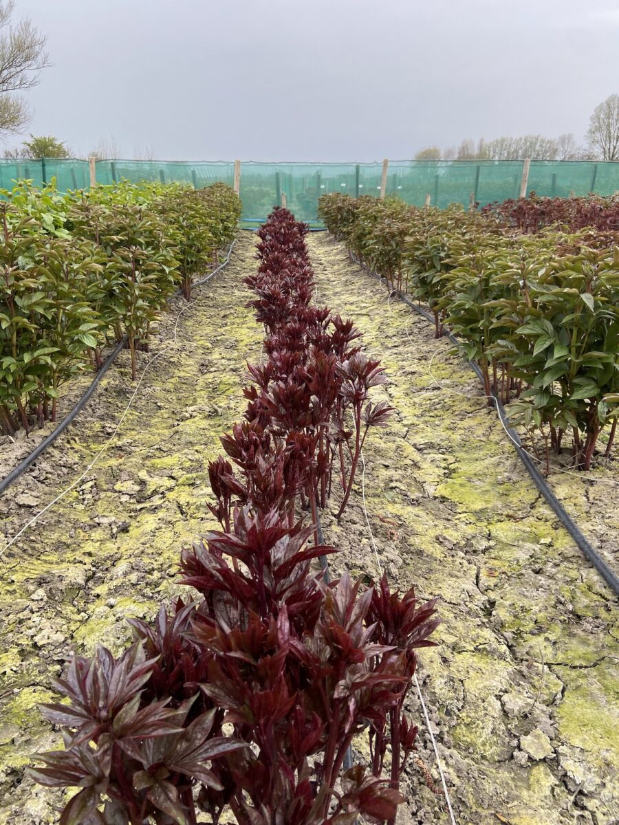 Peony Nancy Nora (Mid.) - Green Works - Specialist in Peonies