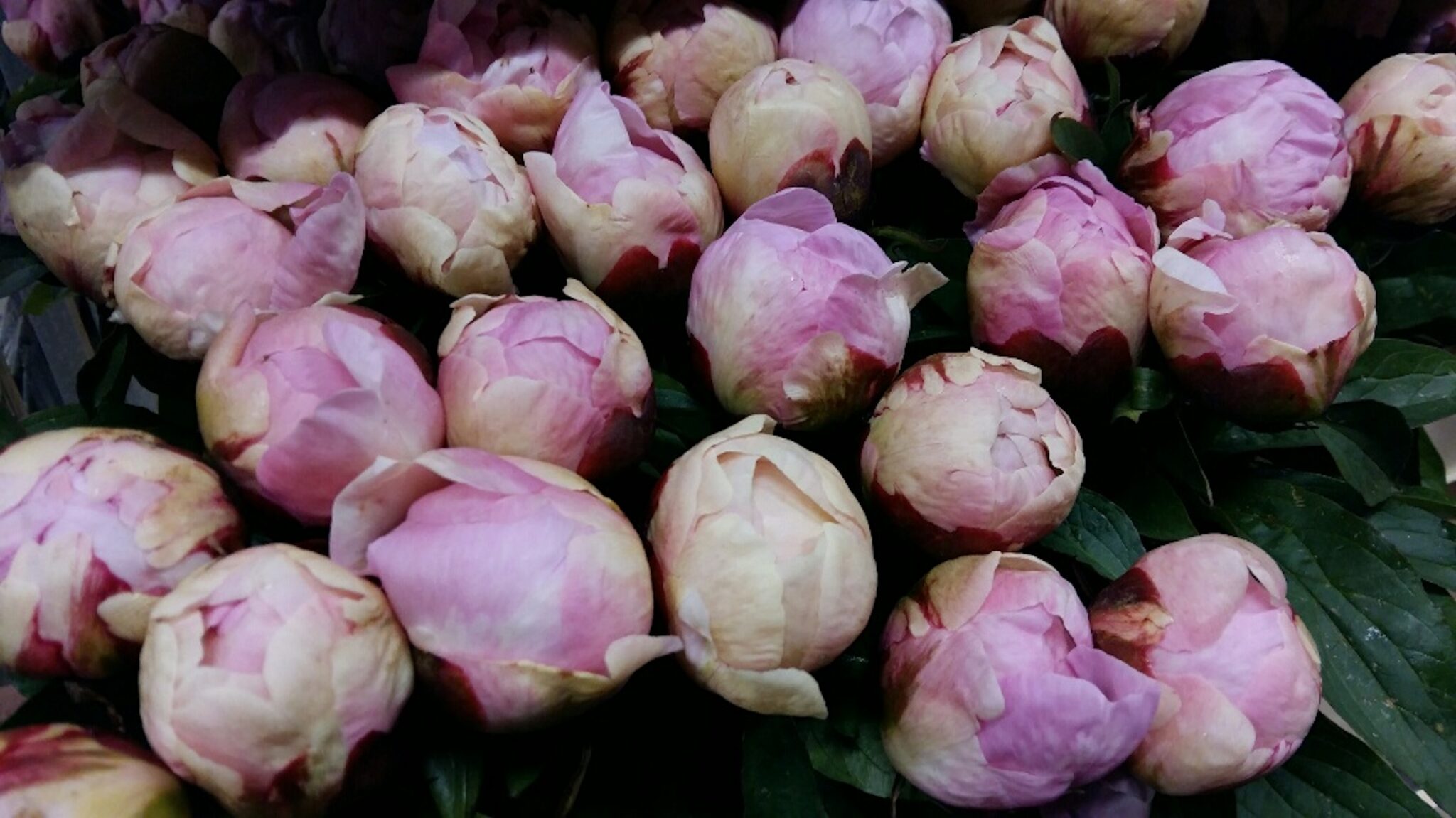 Peony Nancy Nora (Mid.) - Green Works - Specialist in Peonies