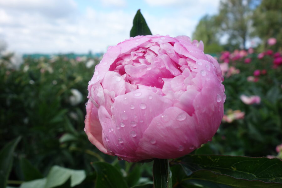 Peony Nick Shaylor (Late) - Green Works - Specialist in Peonies