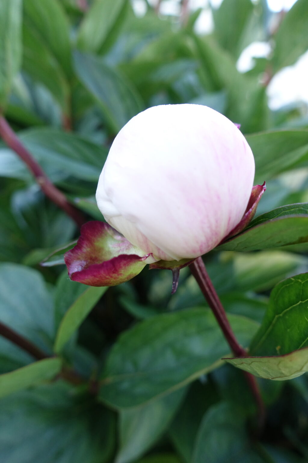 Peony Nick Shaylor (Late) - Green Works - Specialist in Peonies