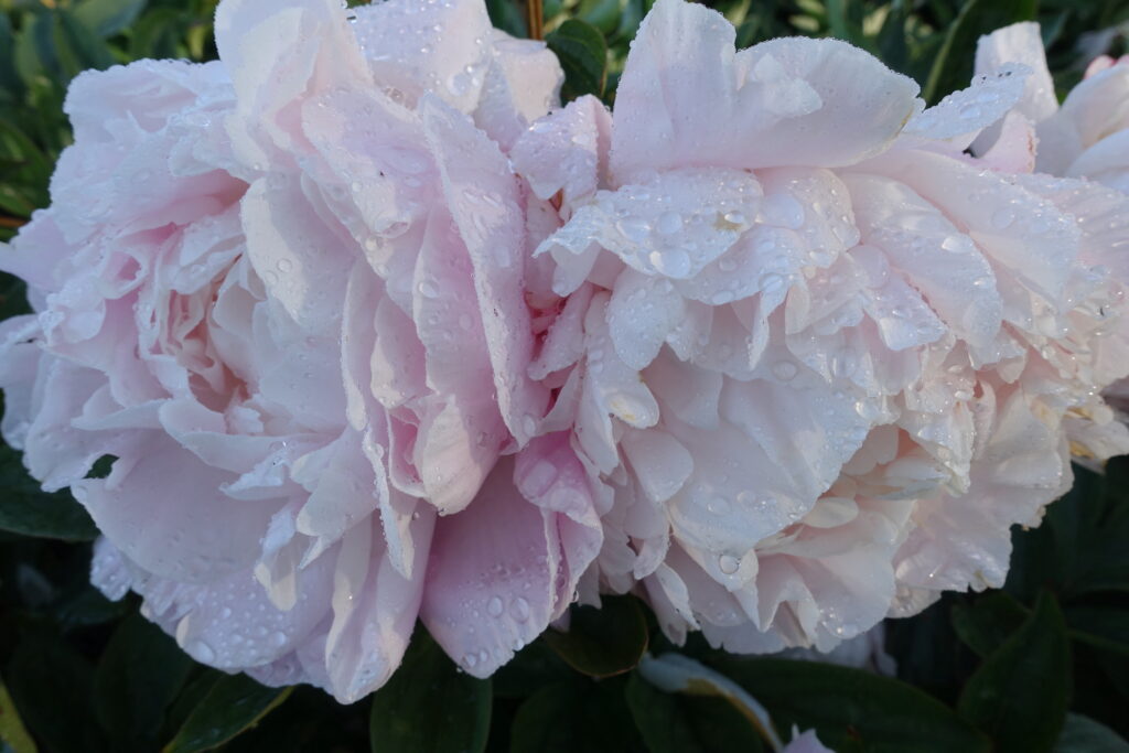 Peony Nick Shaylor (Late) - Green Works - Specialist in Peonies