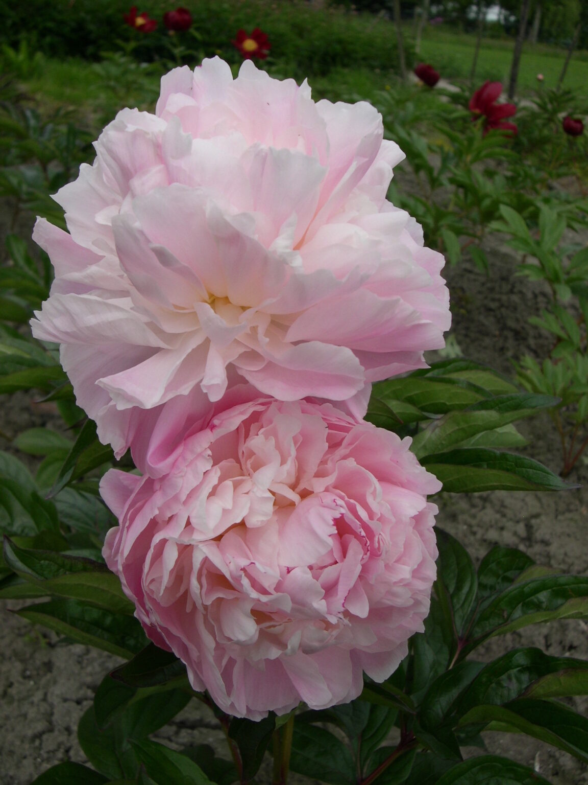 Peony Norma Volz (Mid. - late) - Green Works - Specialist in Peonies