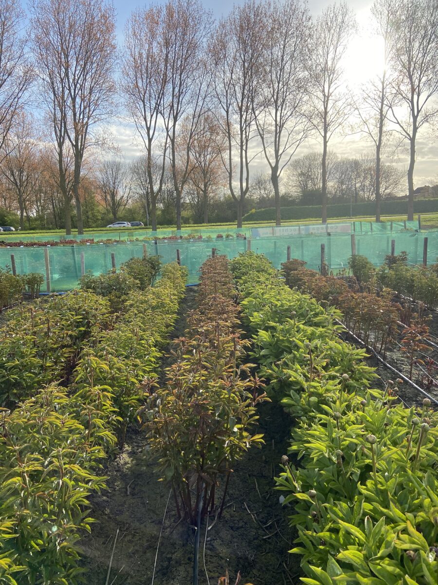 Peony Norma Volz (Mid. - late) - Green Works - Specialist in Peonies