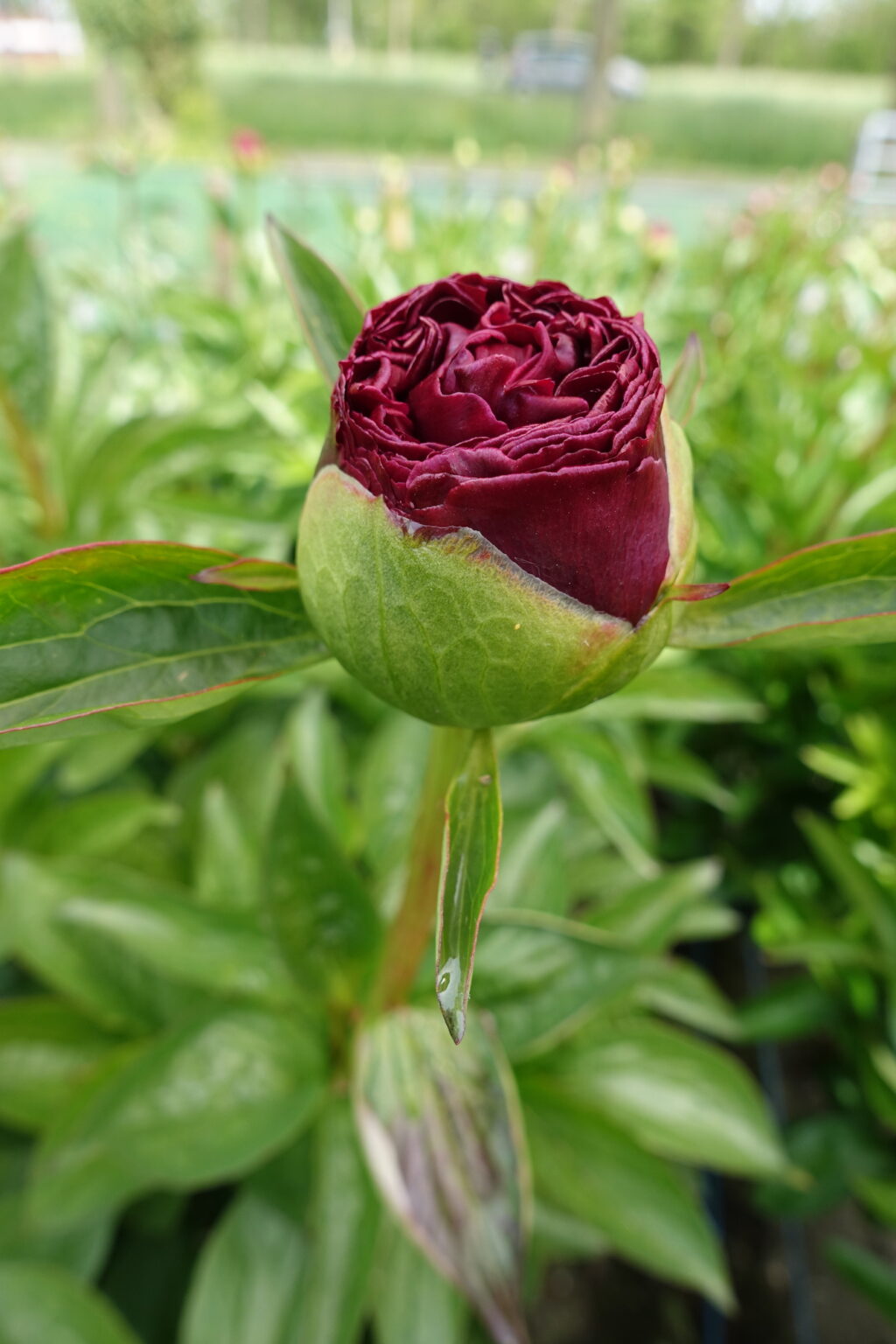 Peony Ole Faithful (Late) - Green Works - Specialist in Peonies