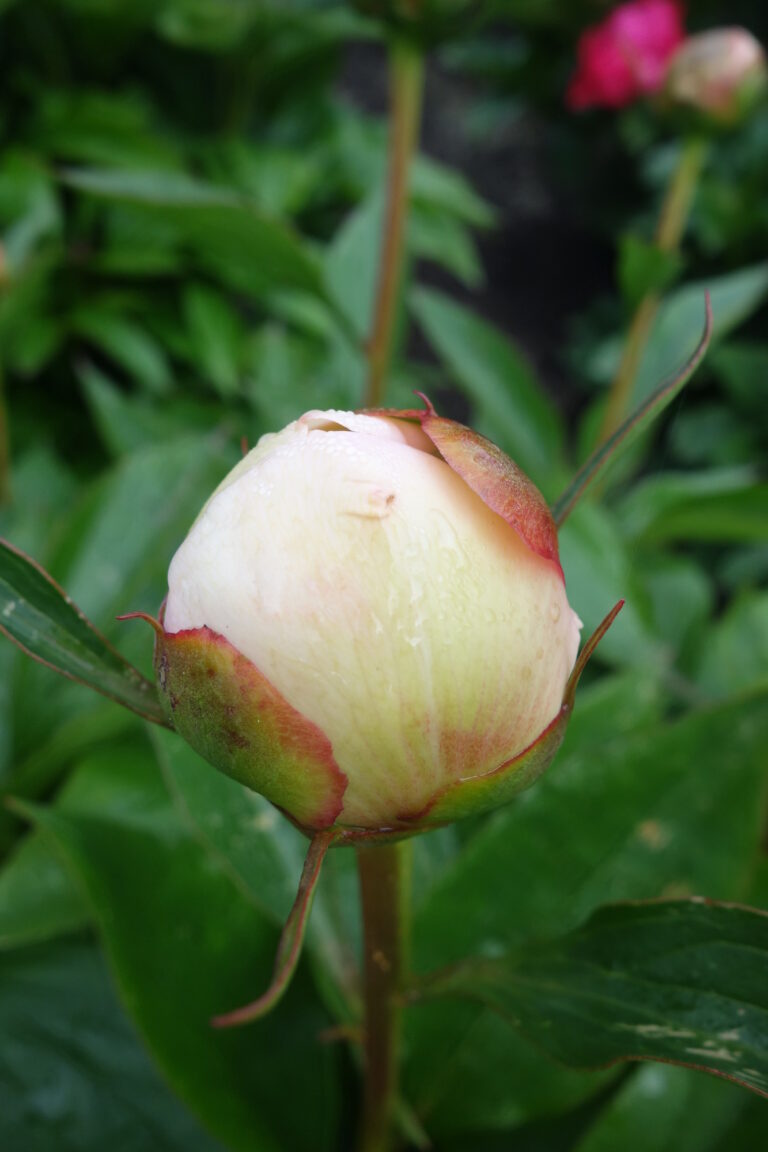 Peony Pecher (Noemie Demay) (Early) - Green Works - Specialist in Peonies