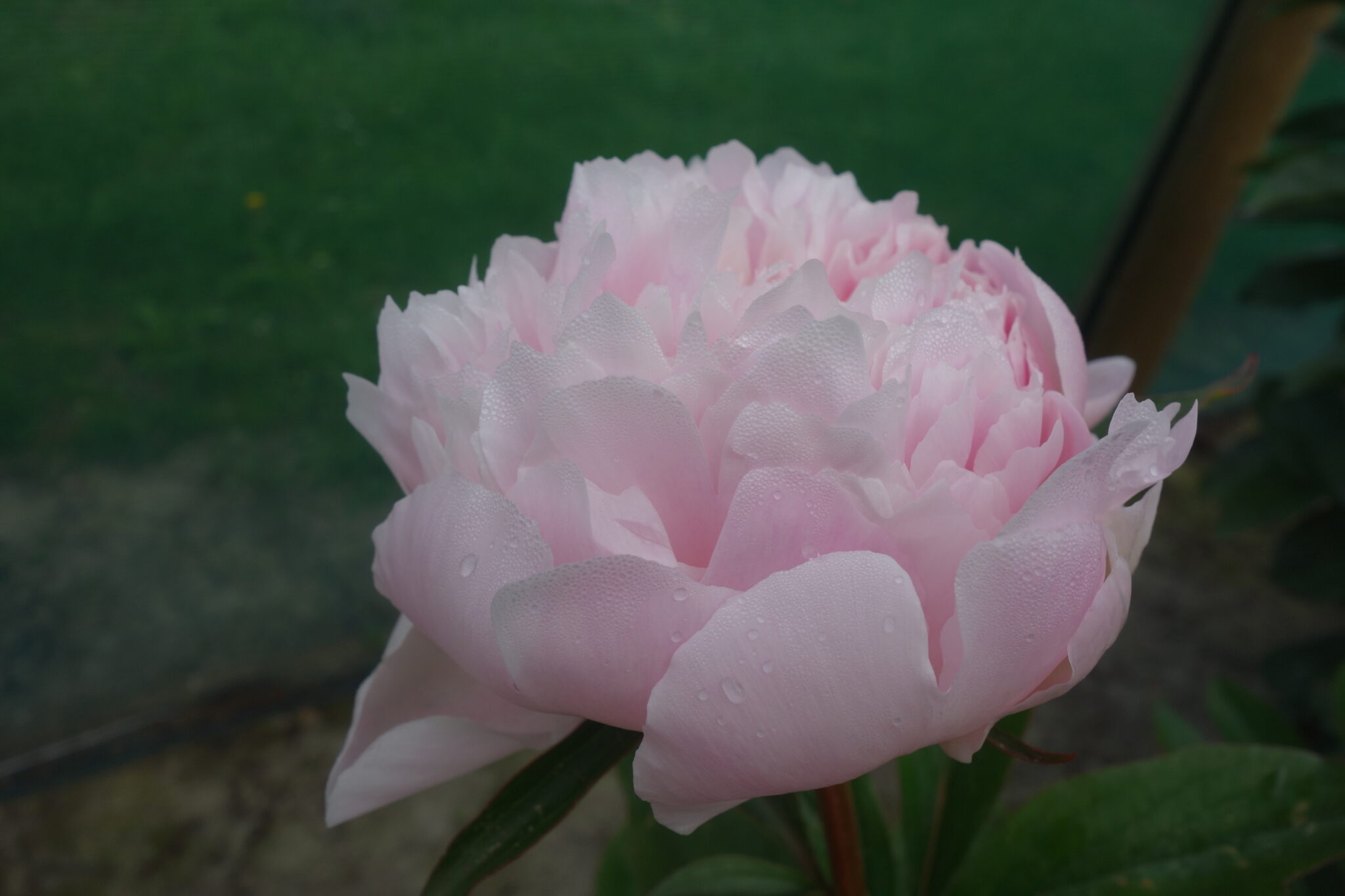 Peony Pecher (Noemie Demay) (Early) - Green Works - Specialist in Peonies