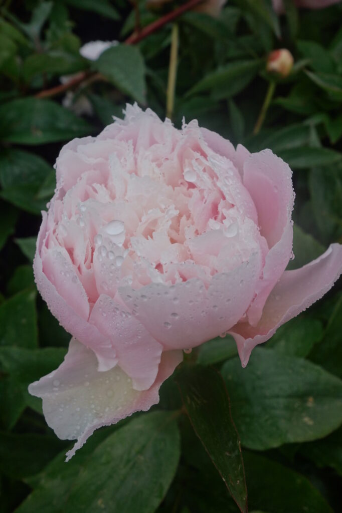 Peony Pecher (Noemie Demay) (Early) - Green Works - Specialist in Peonies