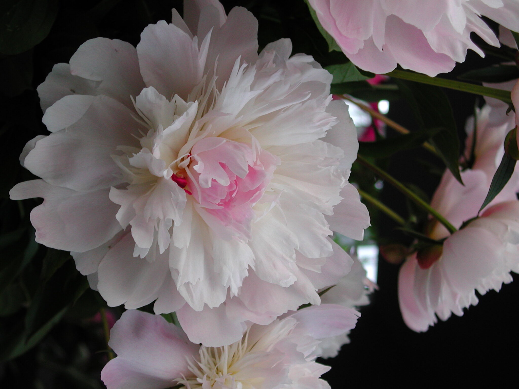Peony Pecher (Noemie Demay) (Early) - Green Works - Specialist in Peonies