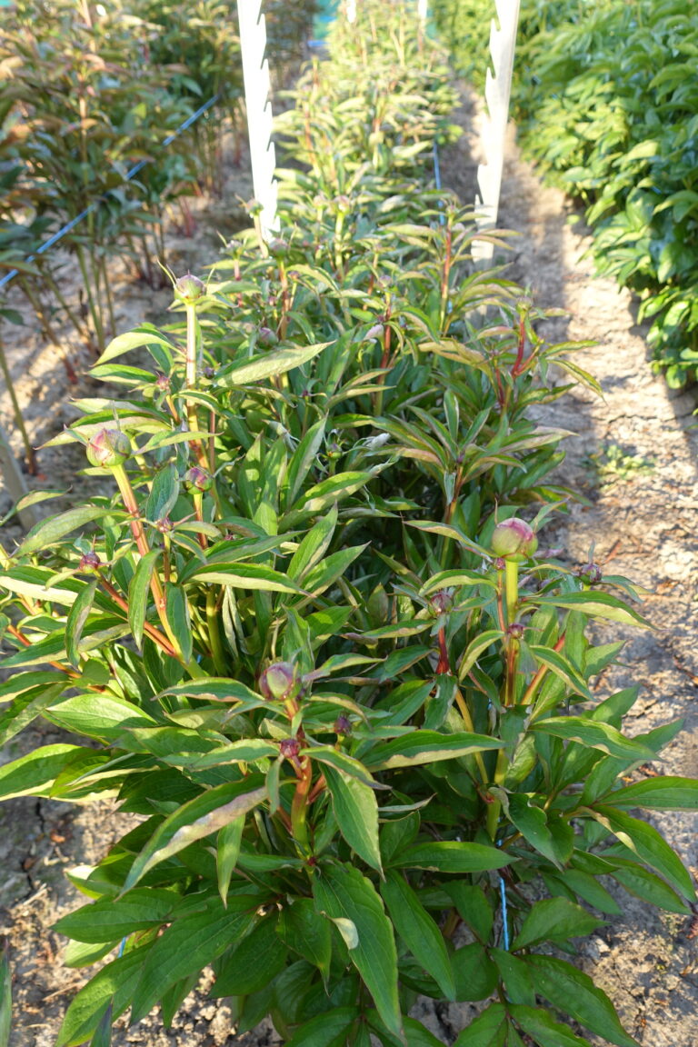 Peony Pecher (Noemie Demay) (Early) - Green Works - Specialist in Peonies
