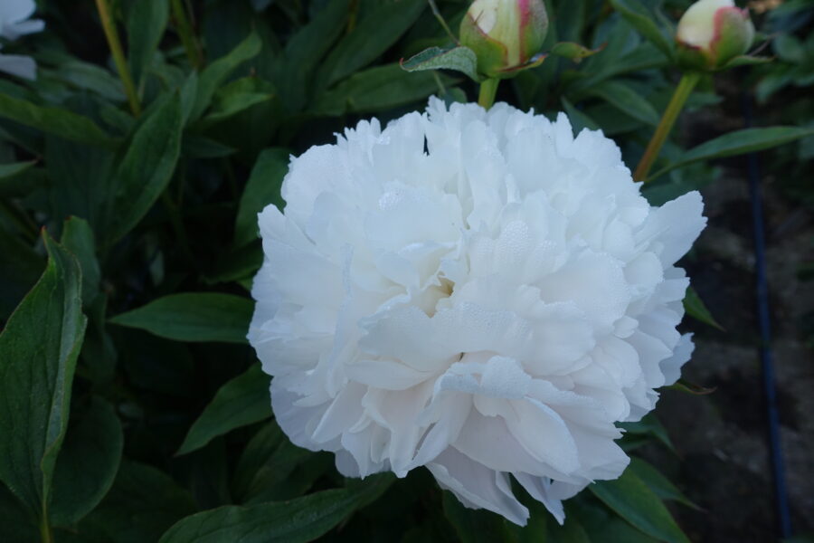 Peony Pecher (Noemie Demay) (Early) - Green Works - Specialist in Peonies