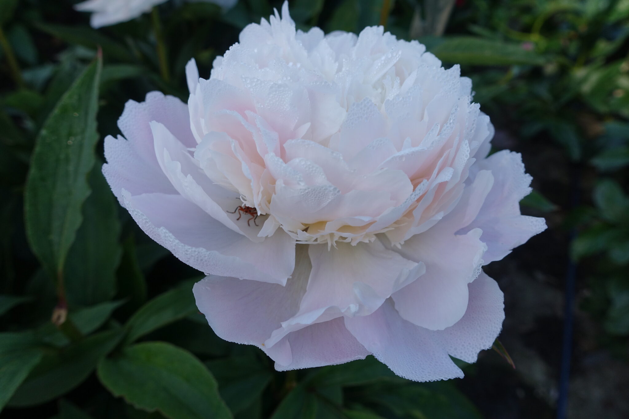 Peony Pecher (Noemie Demay) (Early) - Green Works - Specialist in Peonies