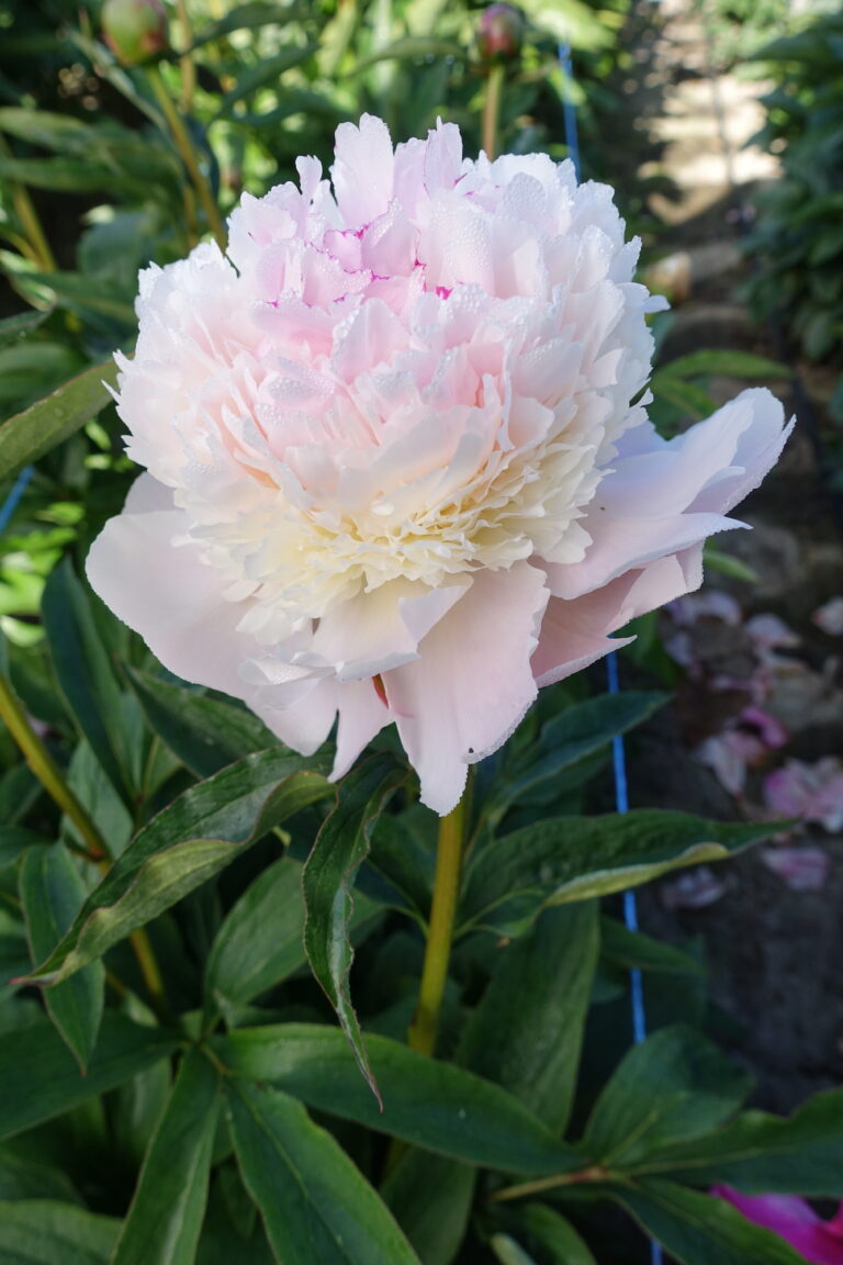Peony Pecher (Noemie Demay) (Early) - Green Works - Specialist in Peonies