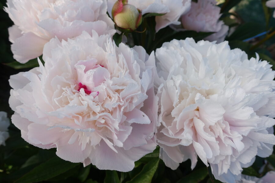 Peony Pecher (Noemie Demay) (Early) - Green Works - Specialist in Peonies