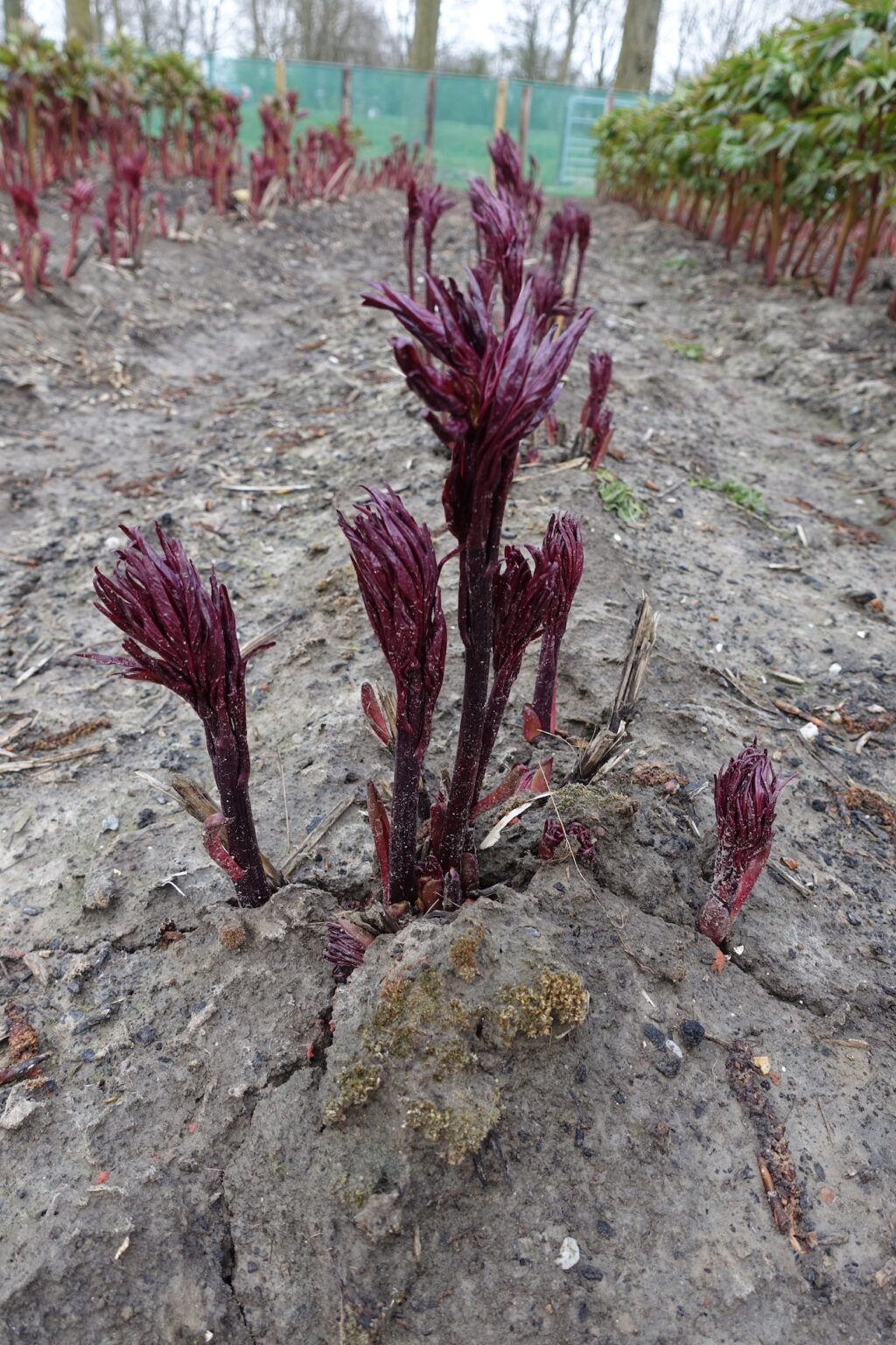 Peony Peter Brand (Early - mid.) - Green Works - Specialist in Peonies
