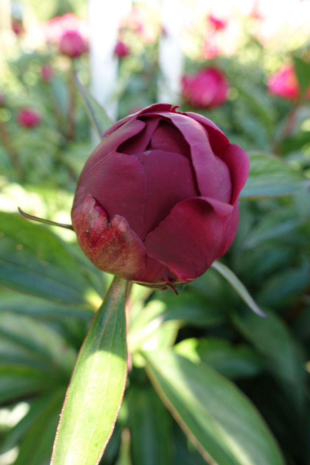 Peony Peter Brand (Early - mid.) - Green Works - Specialist in Peonies