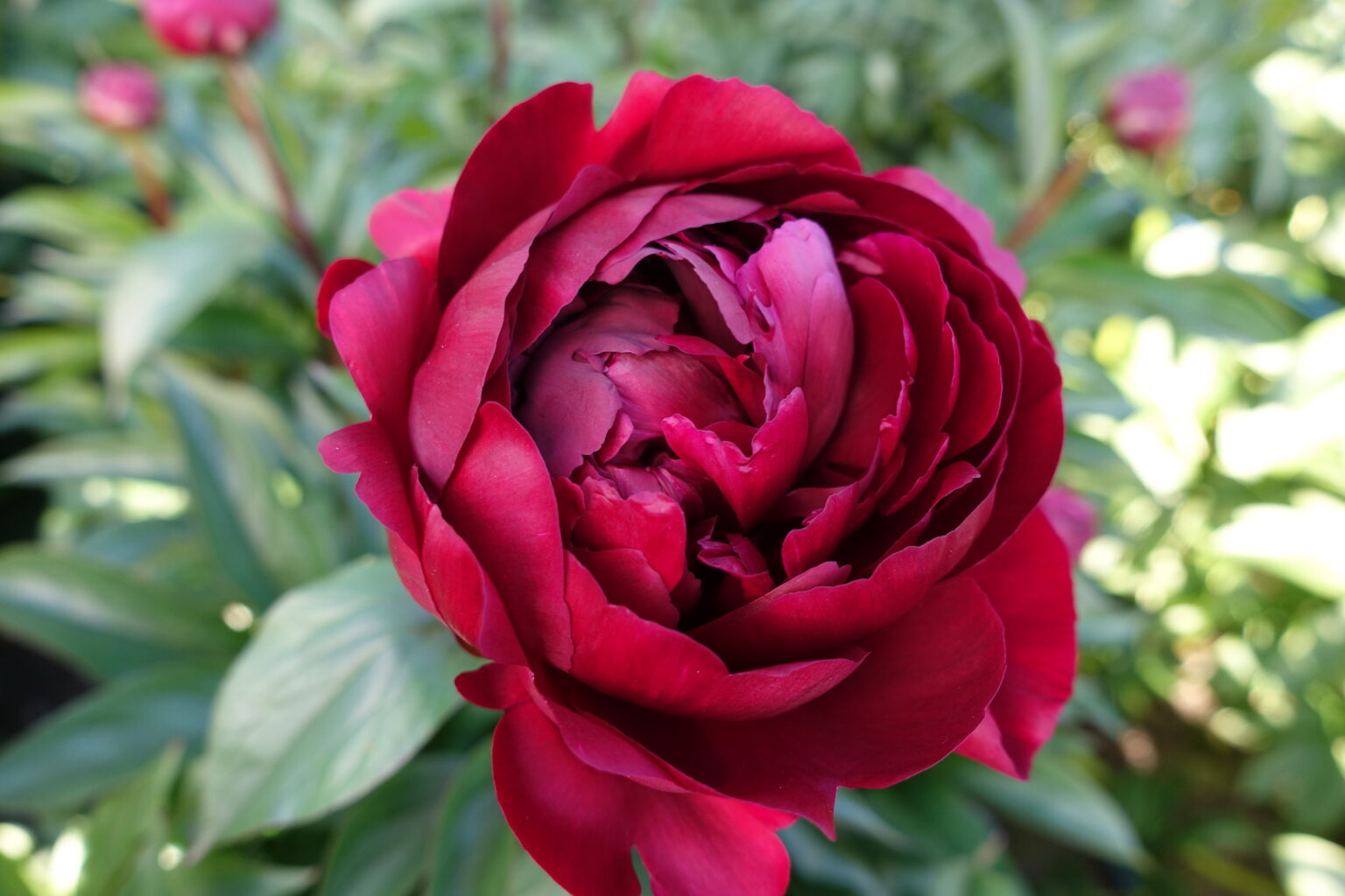 Peony Peter Brand (Early - mid.) - Green Works - Specialist in Peonies